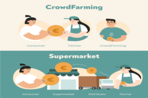 CrowdFarming: Reimagine Your Food — From Tree to Table – Review Beans